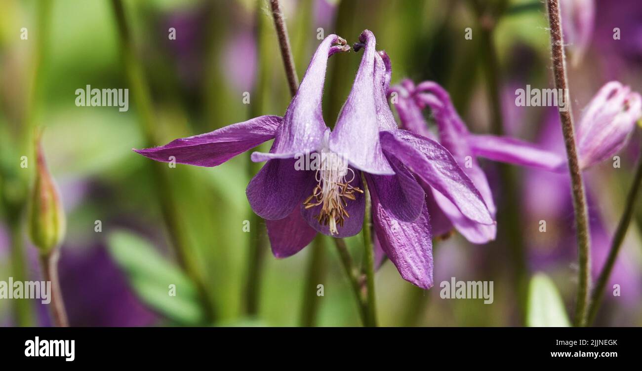 Columbine flowers pollination hi-res stock photography and images - Alamy