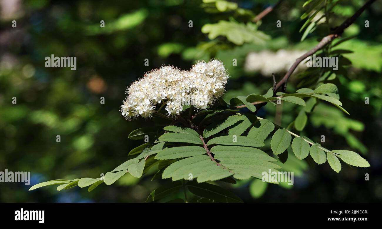 Ash flowers hi-res stock photography and images - Alamy