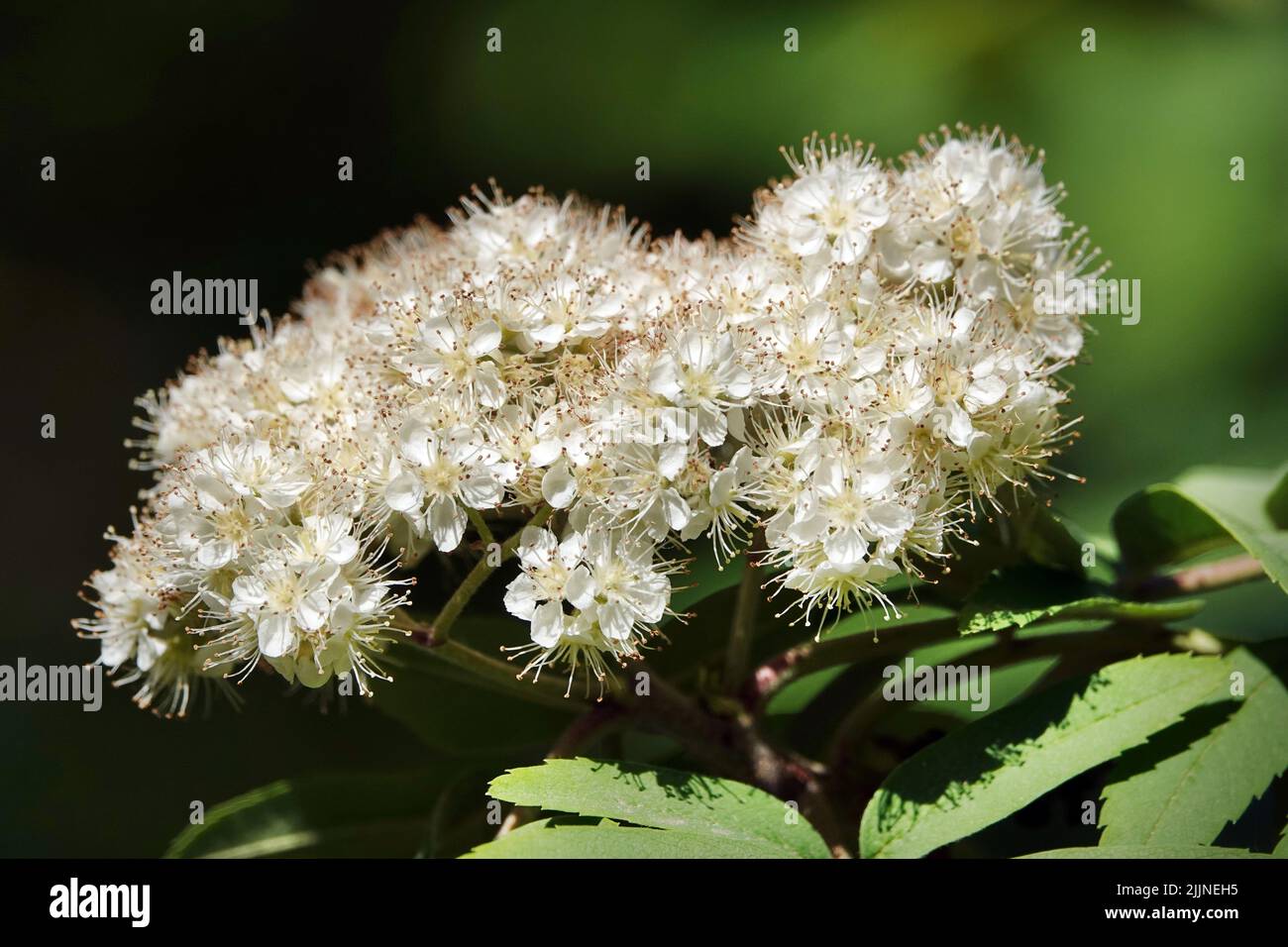Ash flowers hi-res stock photography and images - Alamy