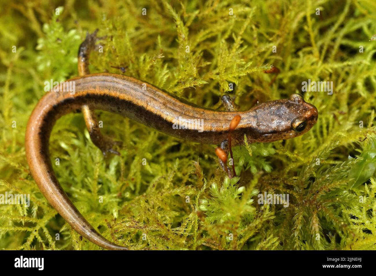 Washington state amphibian hi-res stock photography and images - Alamy