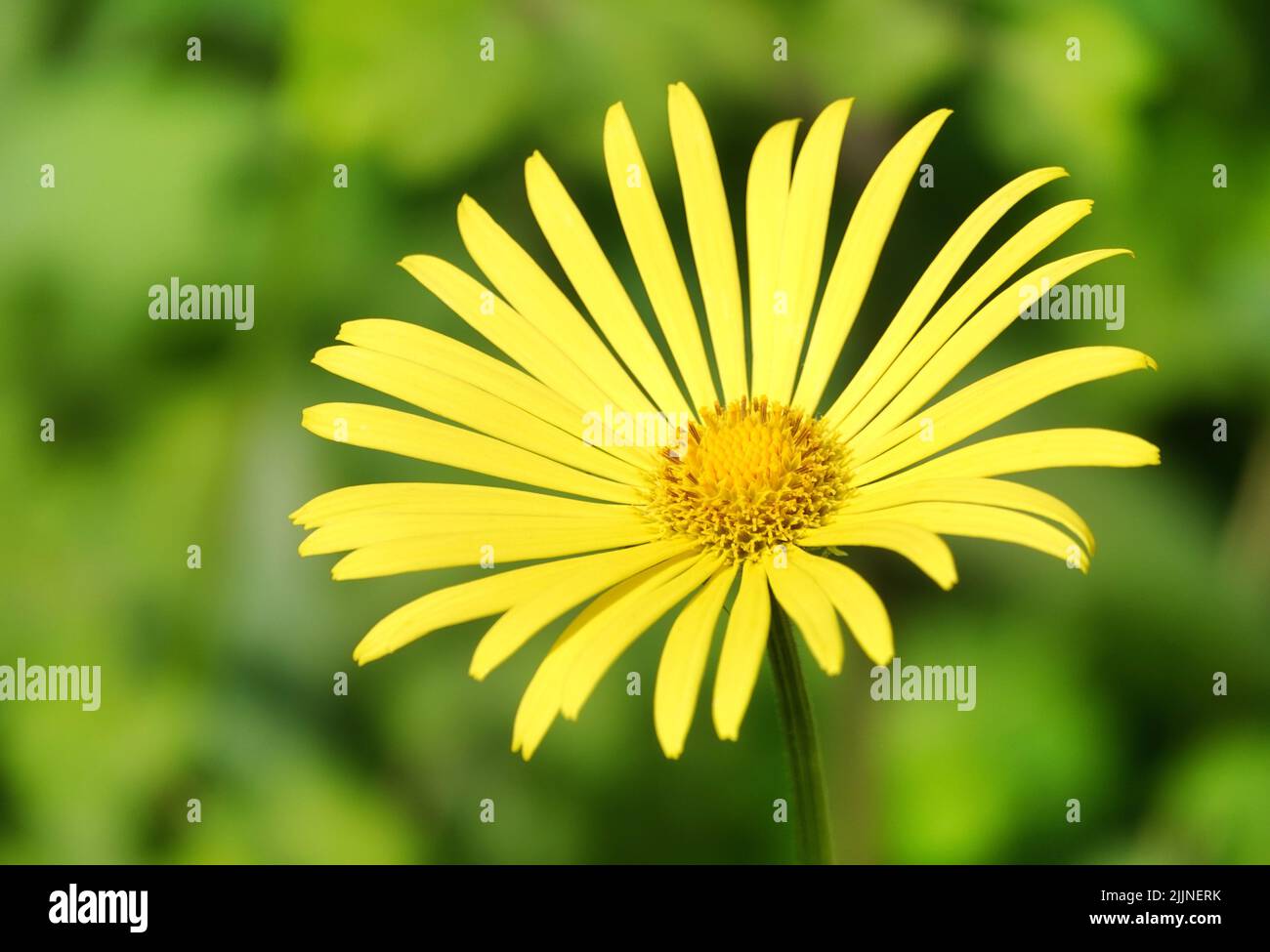 Swinging flowers in the wind hi-res stock photography and images - Alamy