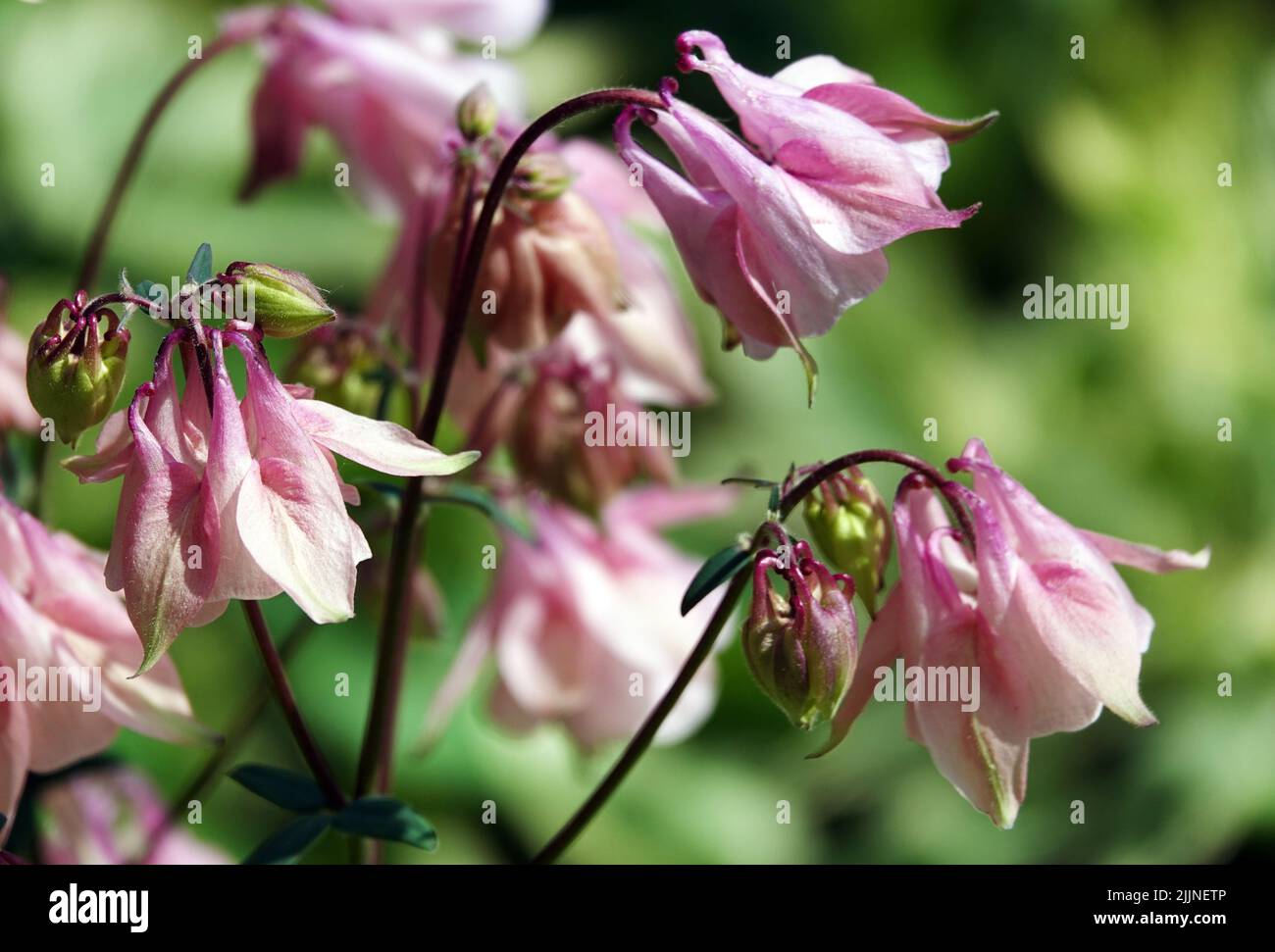 Columbine flowers pollination hi-res stock photography and images - Alamy
