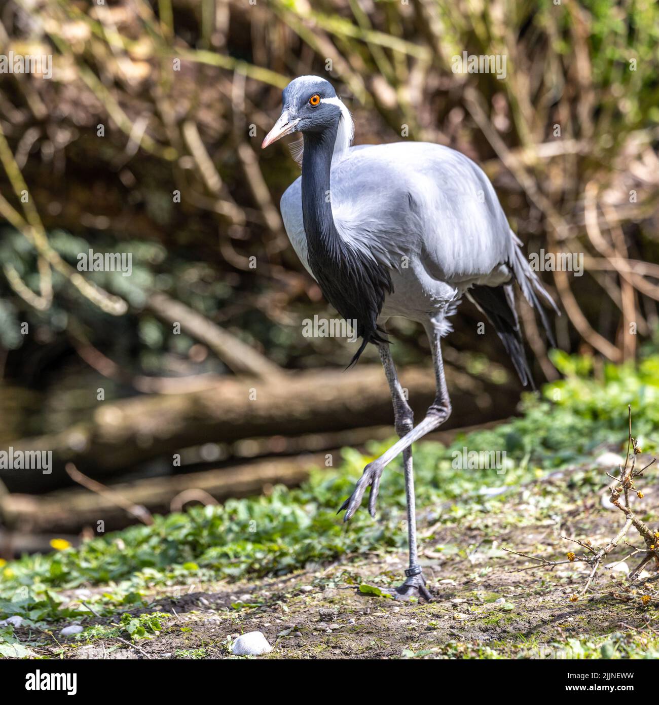 Demoiselle Crane, Anthropoides virgo are living in the bright green ...