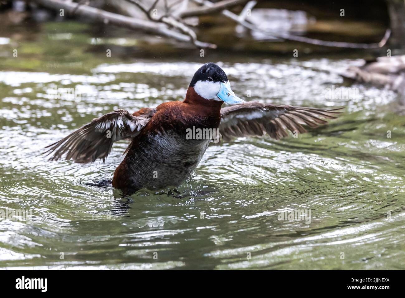 The Ruddy Duck, Oxyura jamaicensis, is a duck from North America and ...