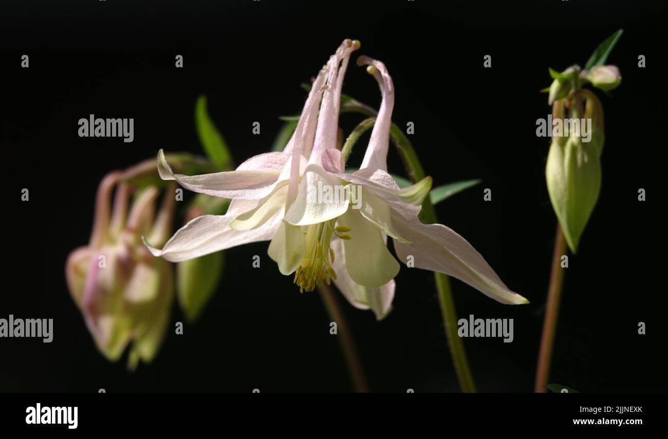 Columbine flowers pollination hi-res stock photography and images - Alamy