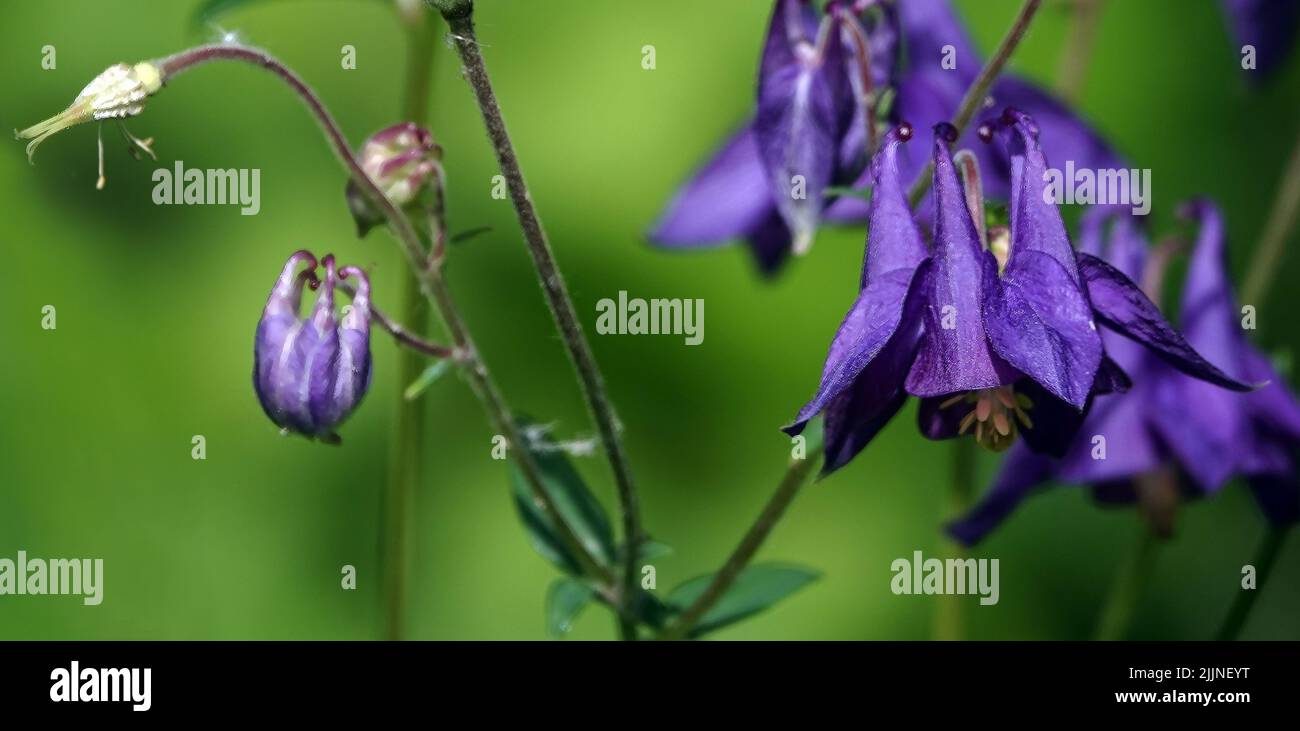 Columbine flowers pollination hi-res stock photography and images - Alamy