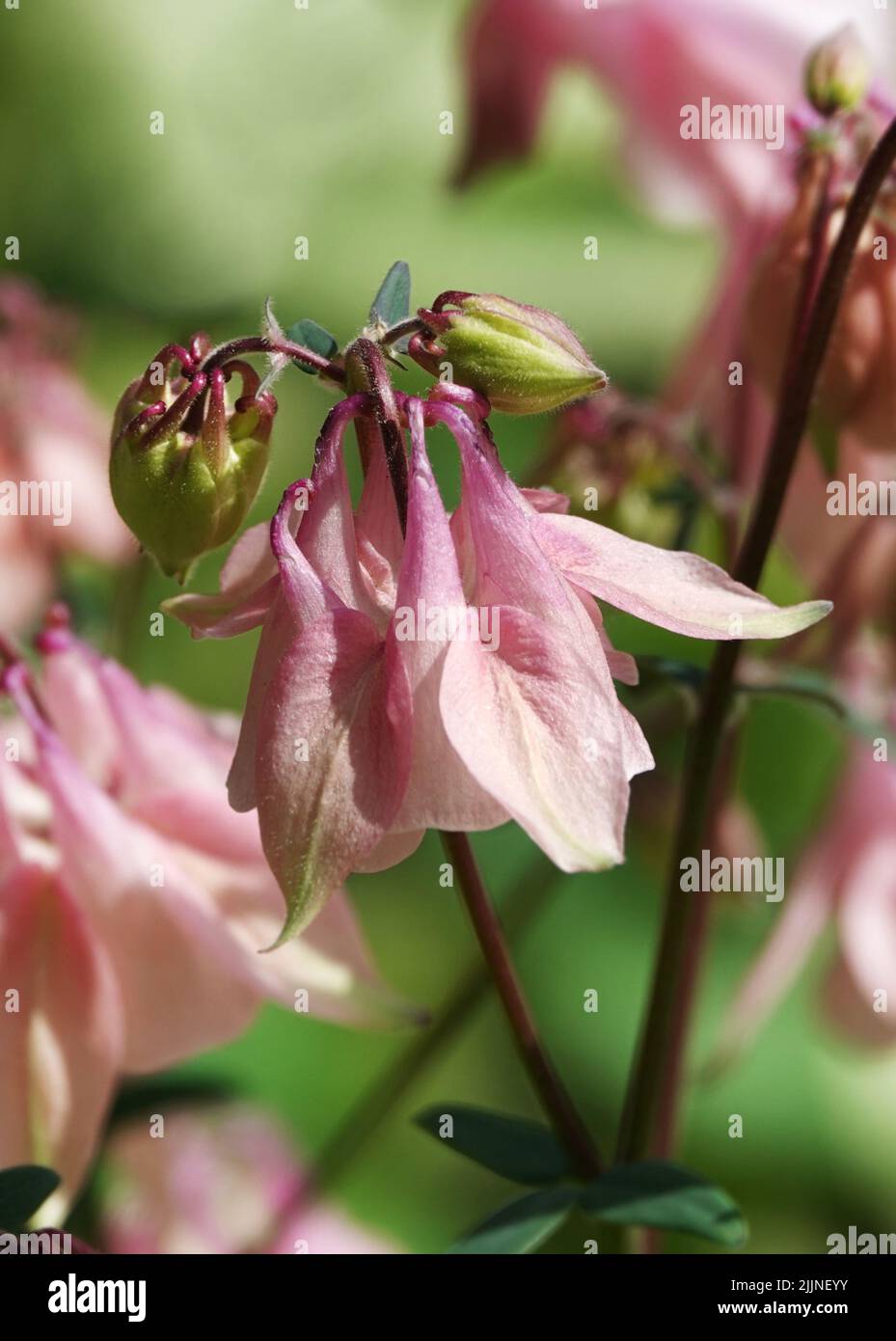 Columbine flowers pollination hi-res stock photography and images - Alamy