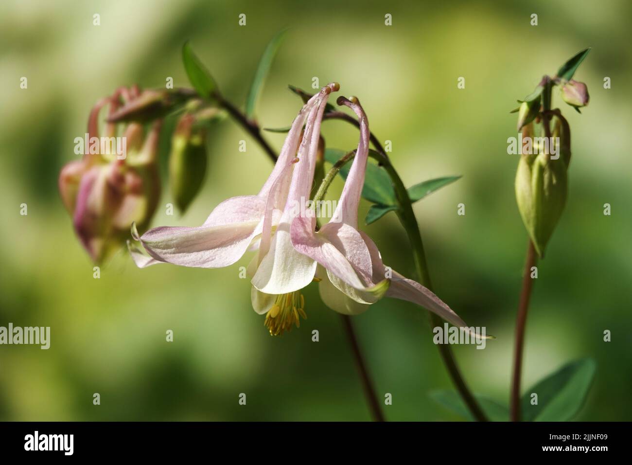 Columbine flowers pollination hi-res stock photography and images - Alamy