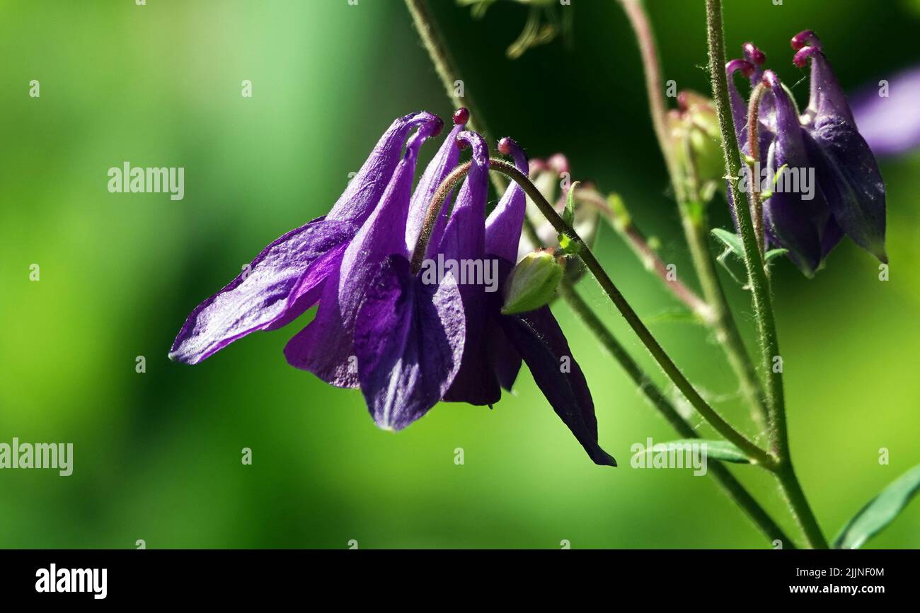Columbine flowers pollination hi-res stock photography and images - Alamy