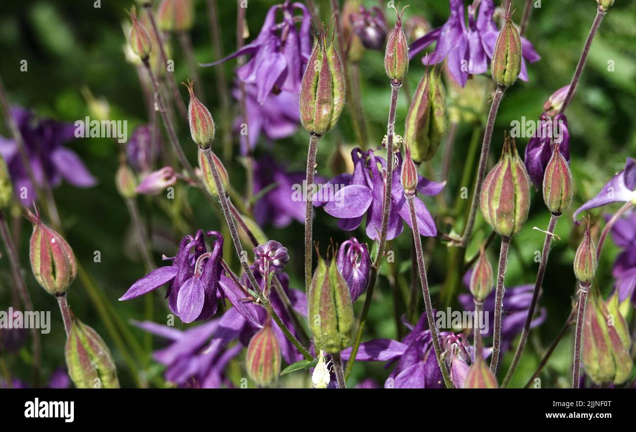 Columbine flowers pollination hi-res stock photography and images - Alamy