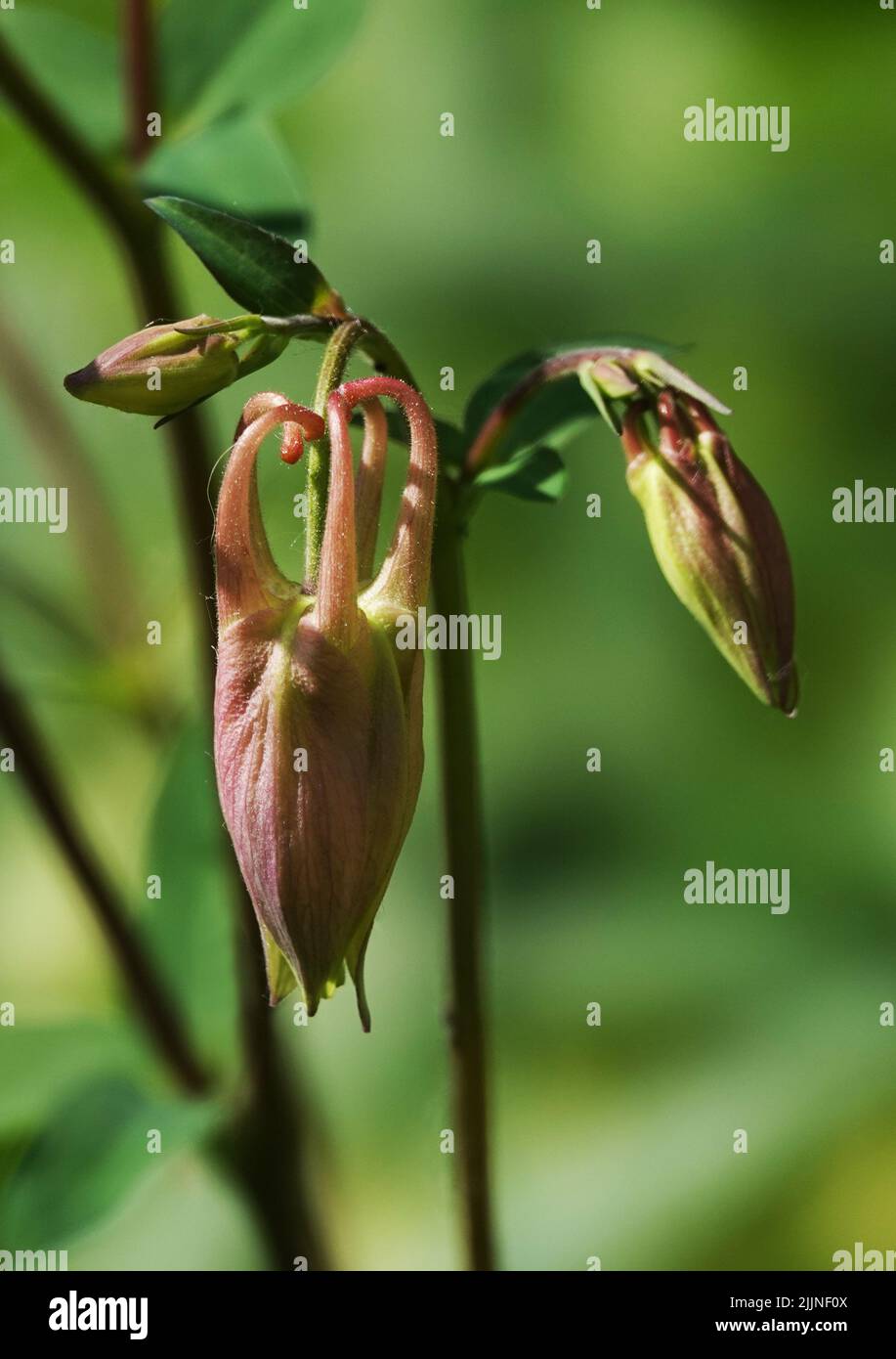 Columbine flowers pollination hi-res stock photography and images - Alamy