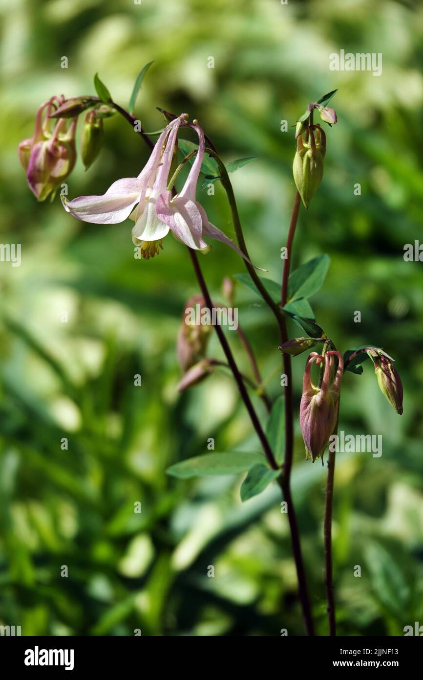 Columbine flowers pollination hi-res stock photography and images - Alamy