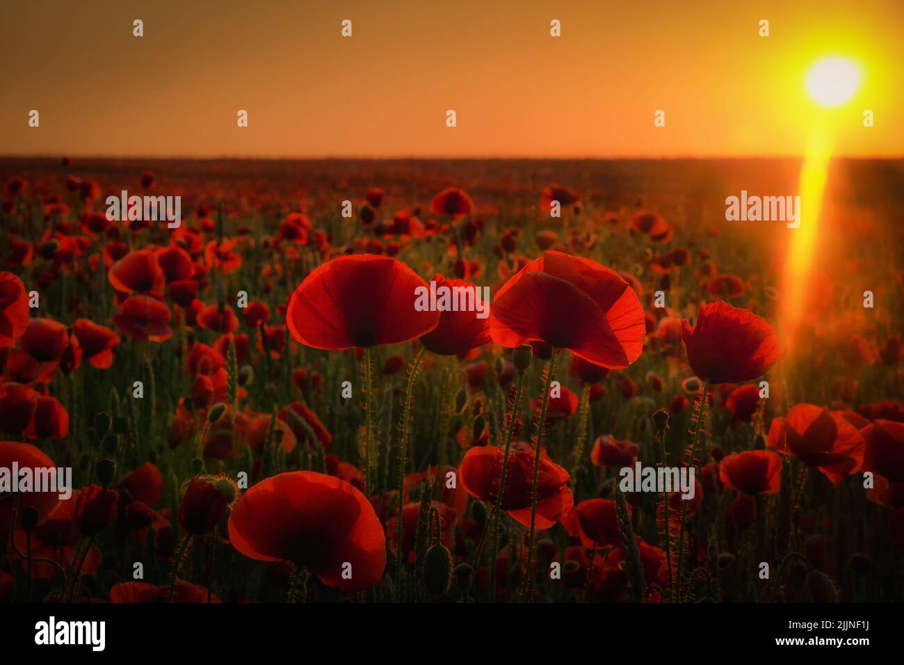 Red poppy field sunset hi-res stock photography and images - Alamy