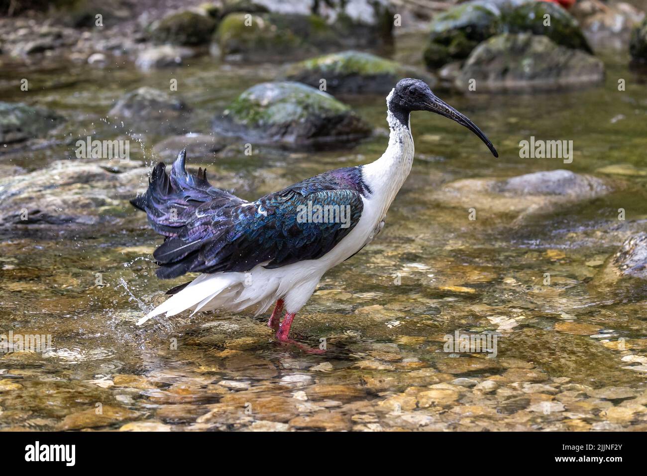 The Straw-necked Ibis, Threskiornis spinicollis is a bird of the ibis ...
