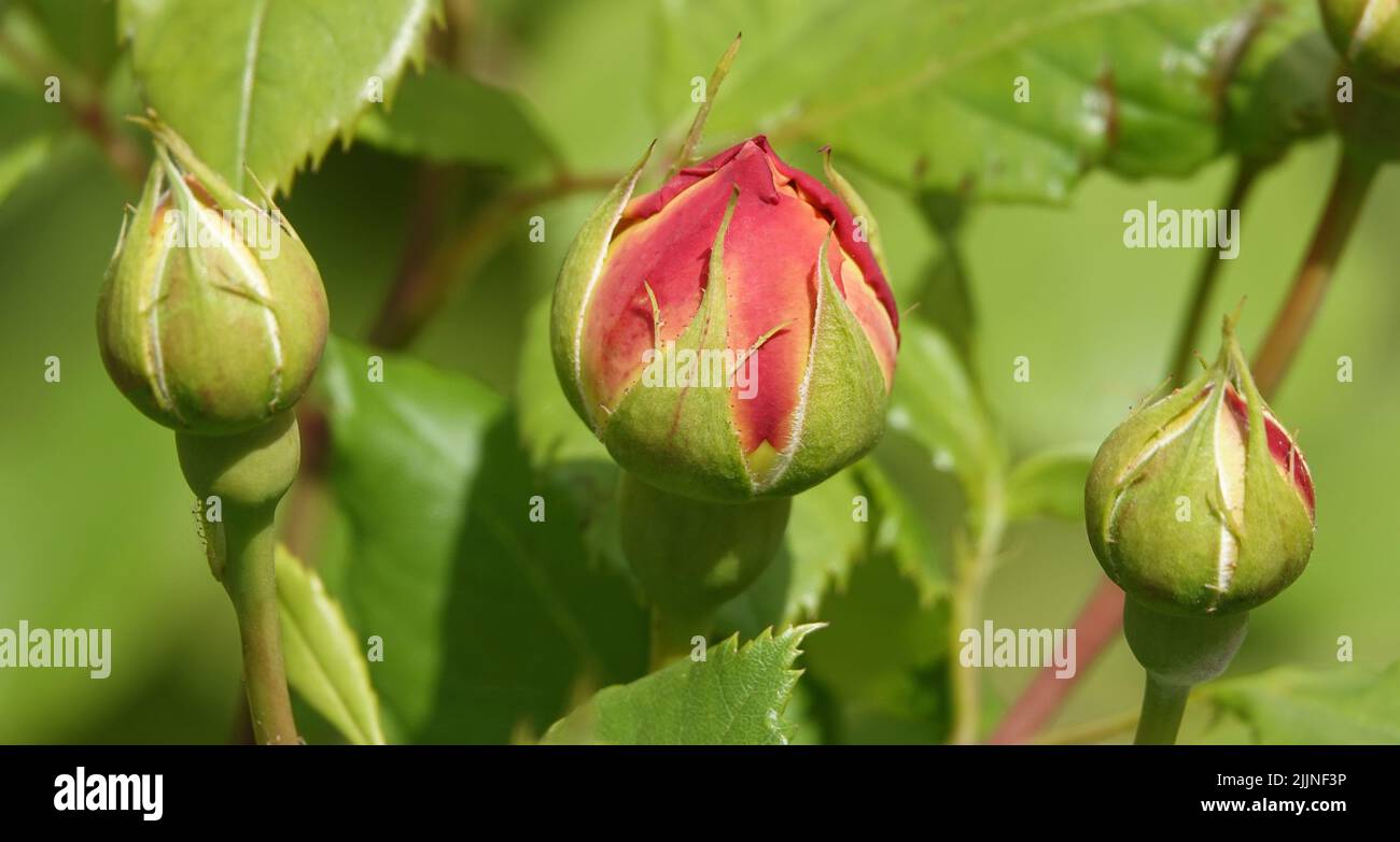 Flowers Roses of different varieties and species close-up Stock Photo ...