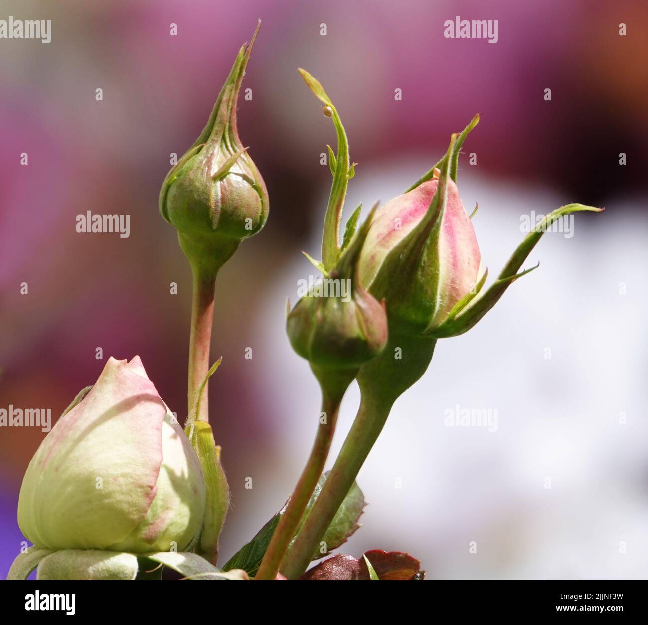 Flowers Roses of different varieties and species close-up Stock Photo ...