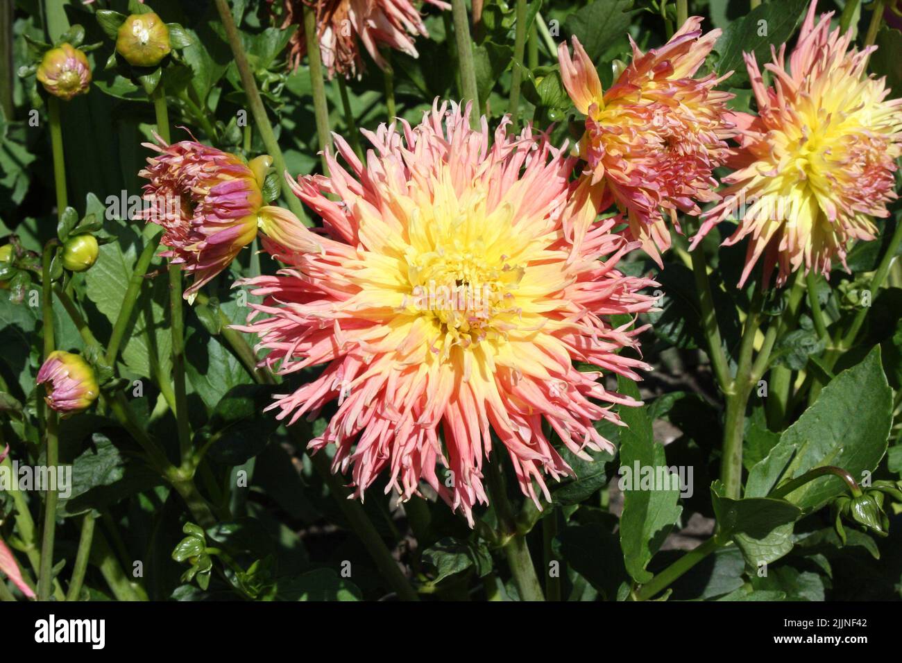 Dahlia 'Fringed star' flower Stock Photo - Alamy