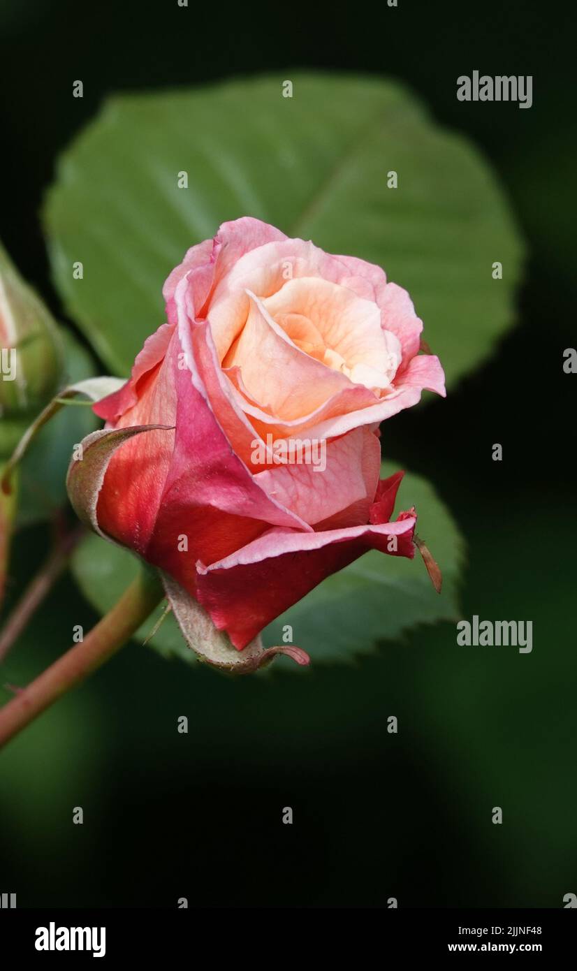 Flowers Roses of different varieties and species close-up Stock Photo ...