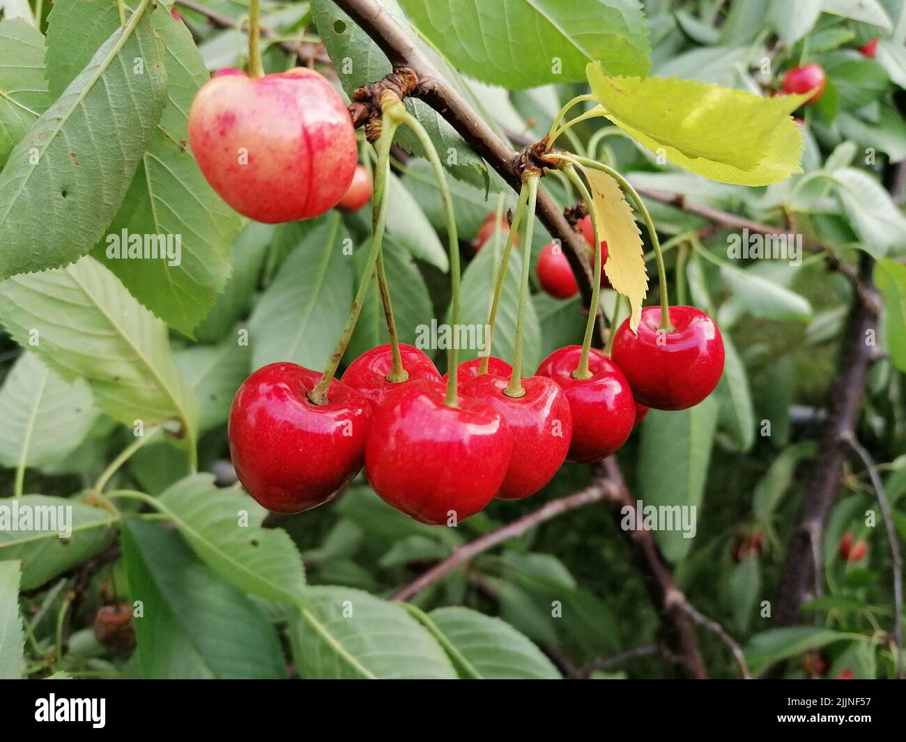 Healthy organic red cherry hi-res stock photography and images - Alamy