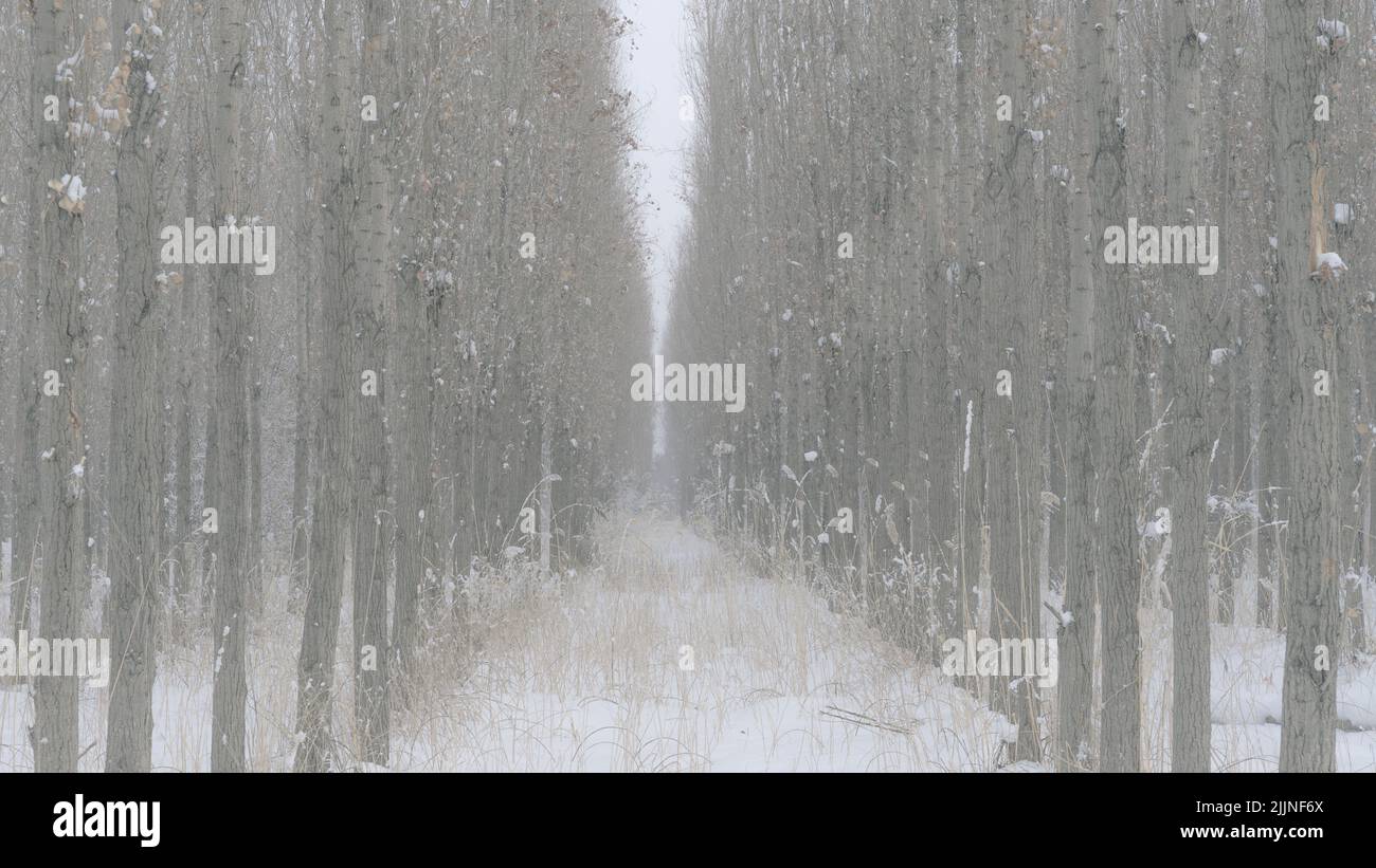 A long snowy trail surrounded by evergreen tall trees in a forest Stock ...