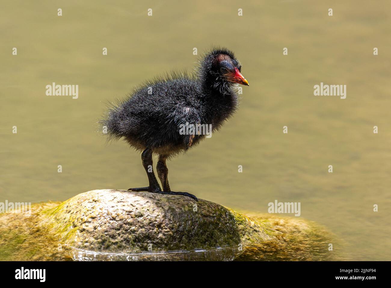 Little Common moorhen baby, Gallinula chloropus also known as the ...