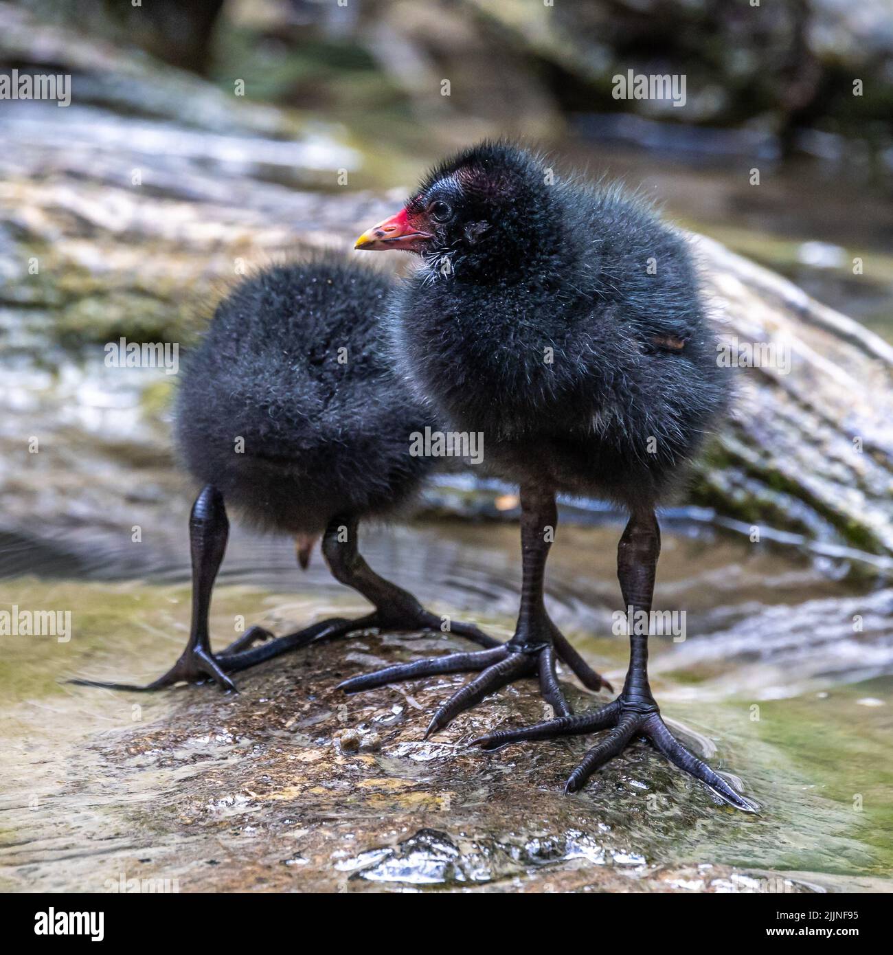 Little Common moorhen baby, Gallinula chloropus also known as the ...
