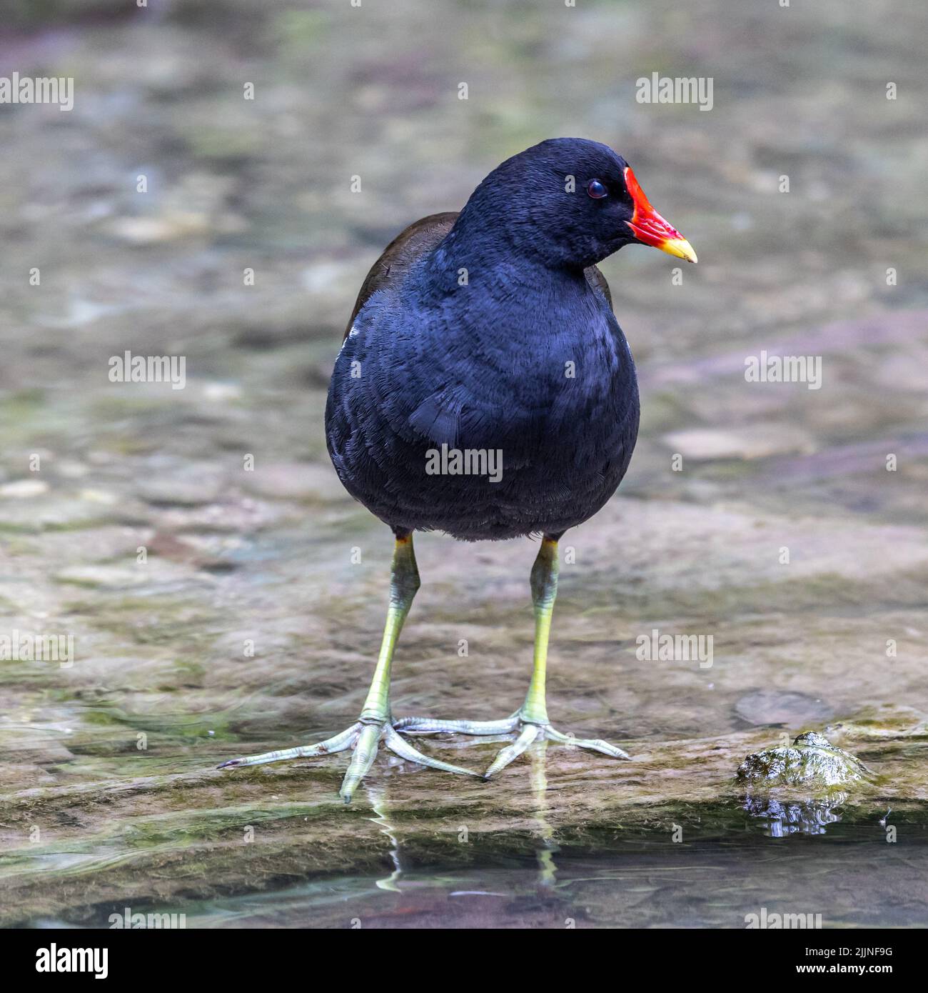 The common moorhen Gallinula chloropus also known as the waterhen, the ...