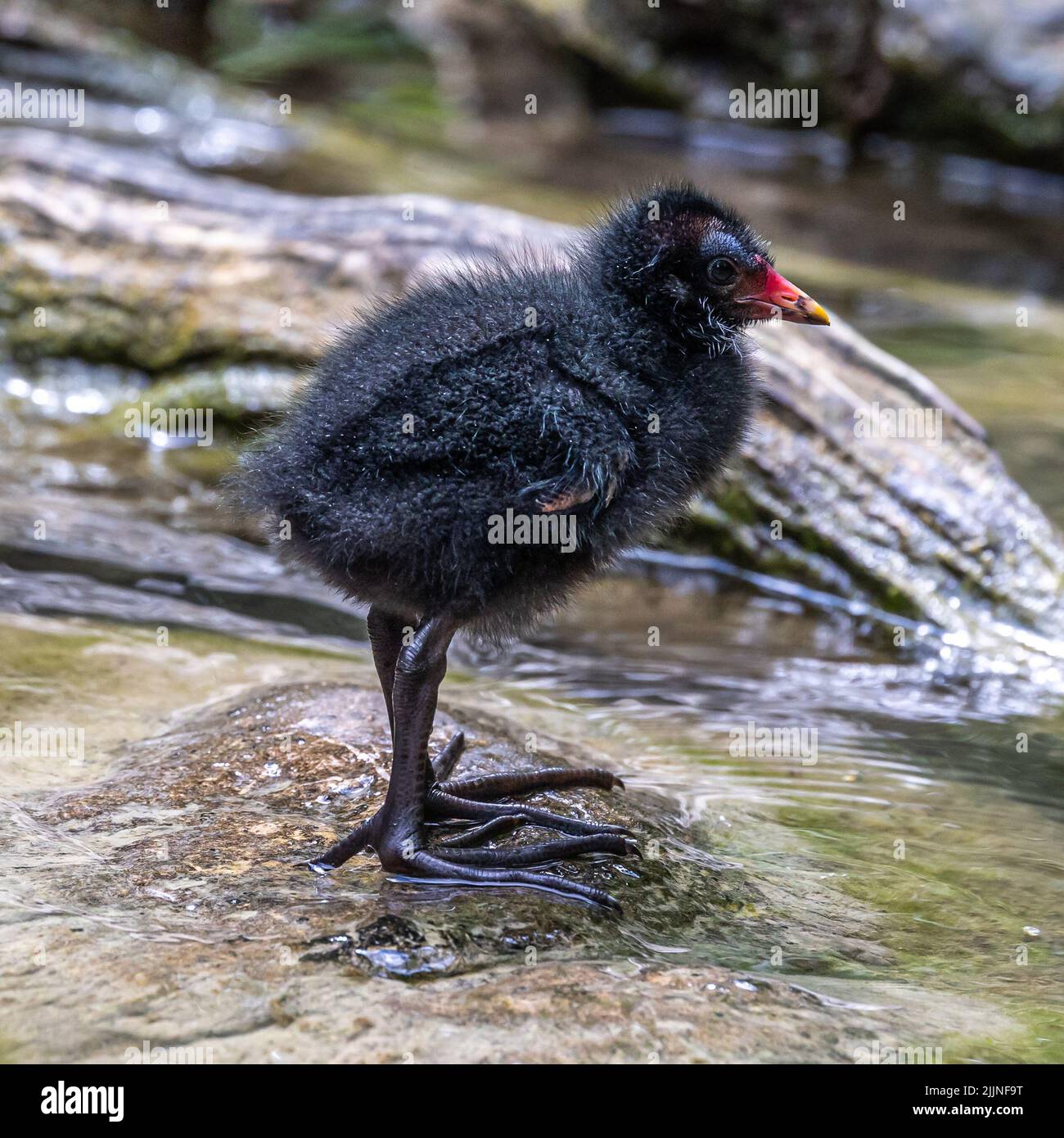 Little Common moorhen baby, Gallinula chloropus also known as the ...