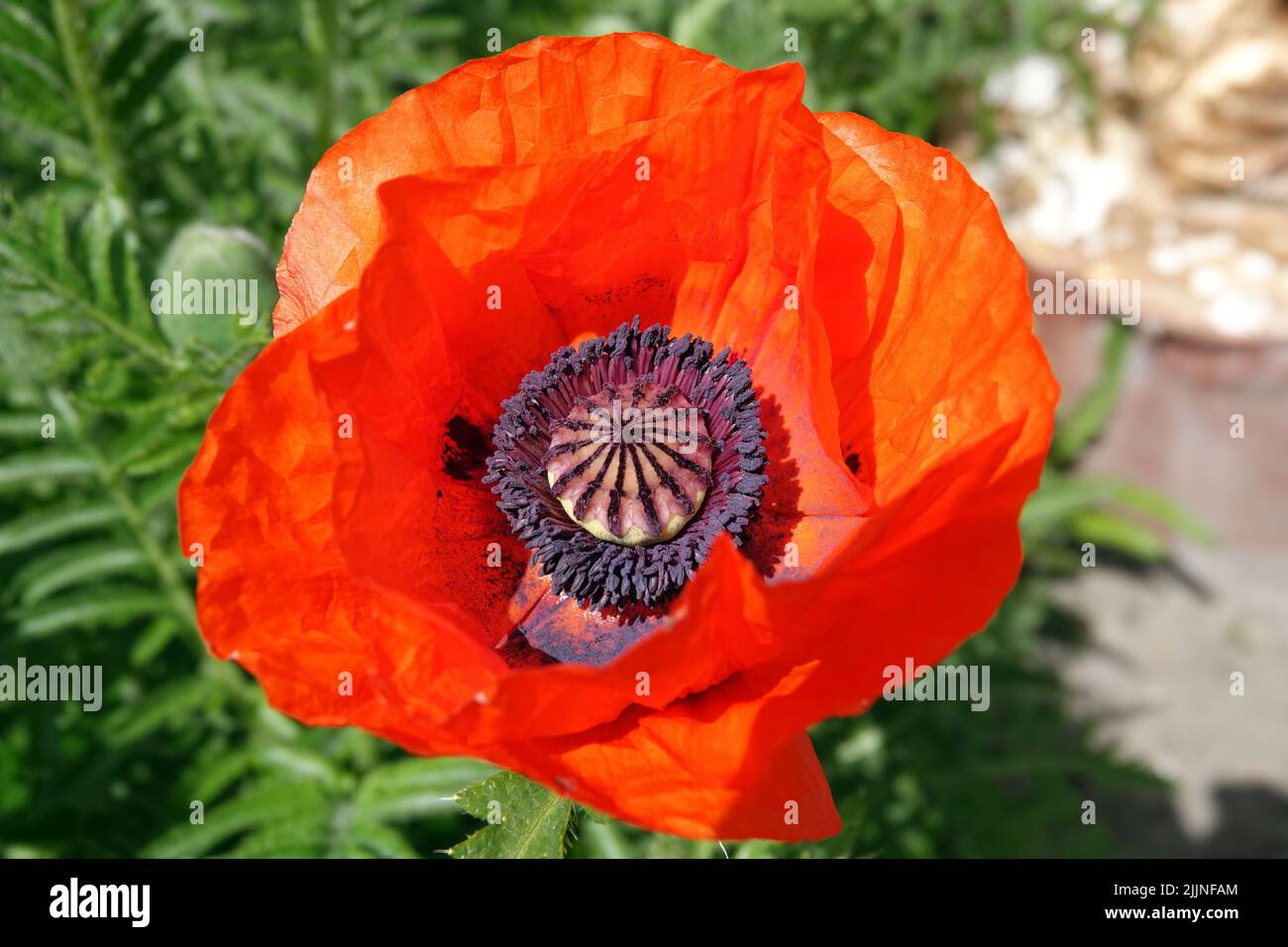 Spring flowering Maca with large red flowers Stock Photo - Alamy