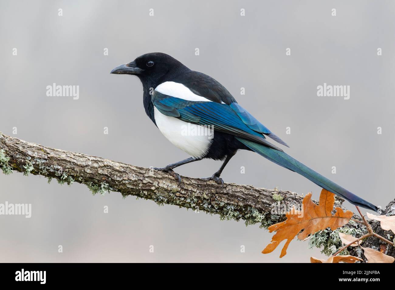 Common magpie, pica pica, perched on a tree branch on a uniform light ...