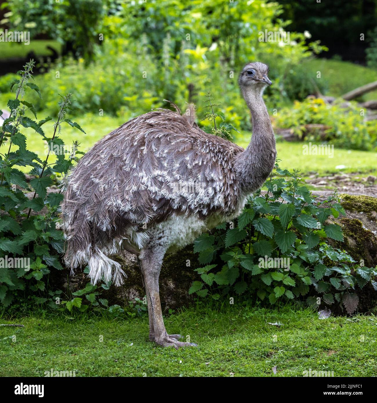 Darwin's rhea, Rhea pennata also known as the lesser rhea. It is a ...