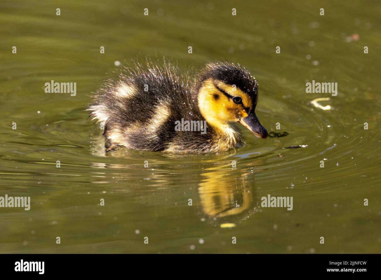 Wild duck or mallard, Anas platyrhynchos family with young goslings at a lake in Munich, Germany ...