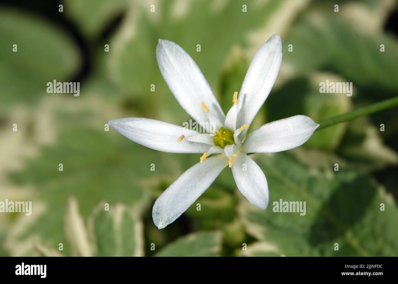 False garlic flowers hi-res stock photography and images - Alamy