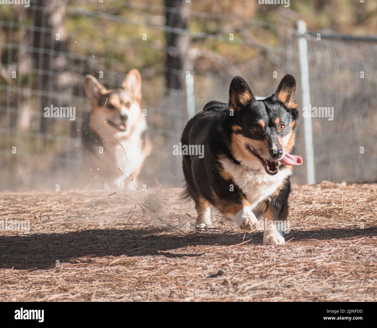 Corgis forest hi-res stock photography and images - Alamy