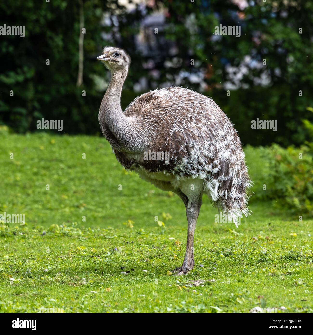 Darwin's rhea, Rhea pennata also known as the lesser rhea. It is a ...