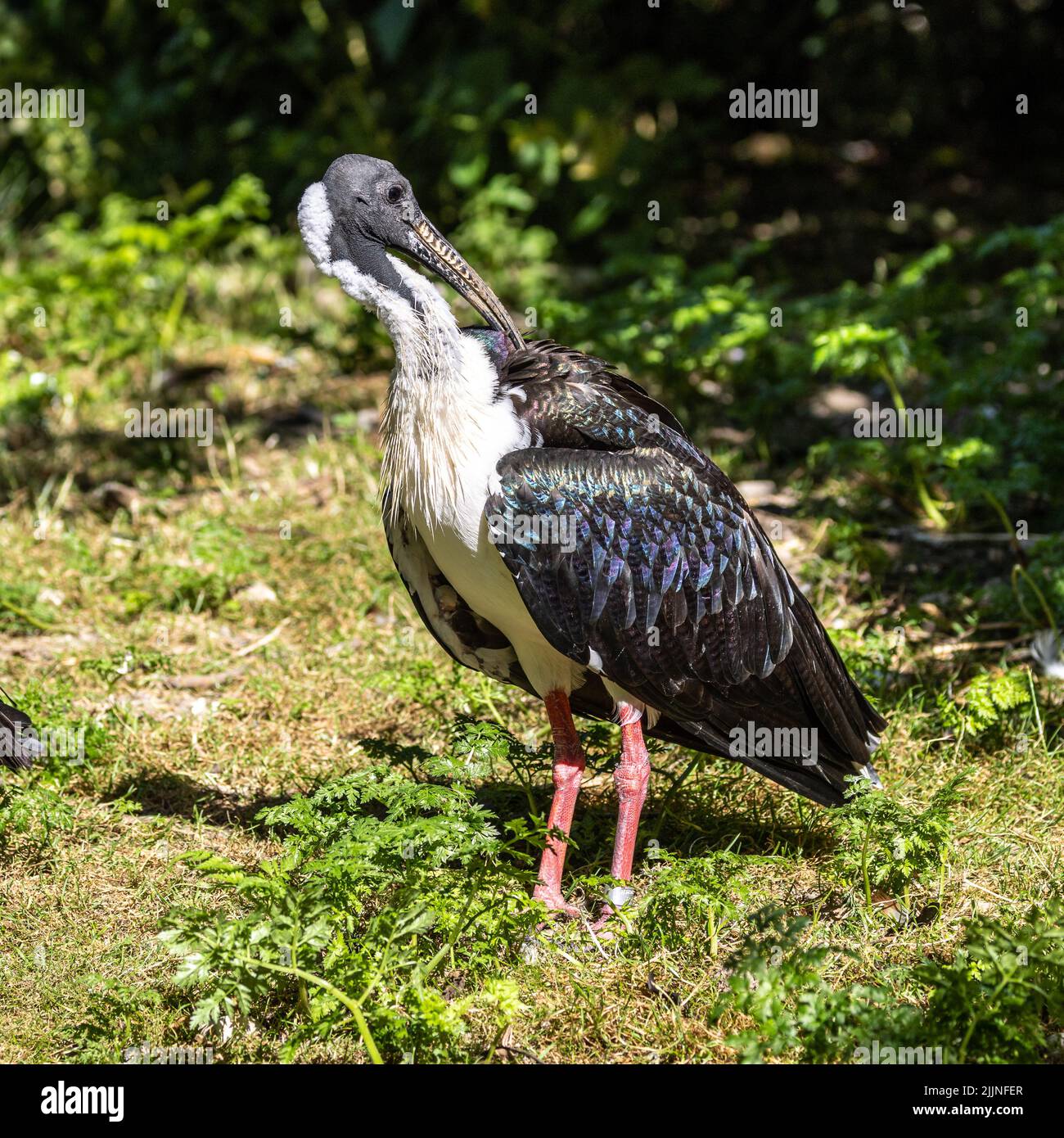 The Straw-necked Ibis, Threskiornis spinicollis is a bird of the ibis ...