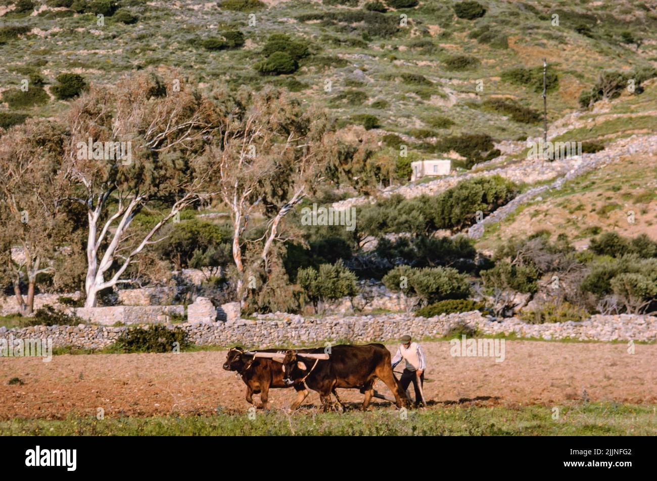 Cattle worker hi-res stock photography and images - Alamy
