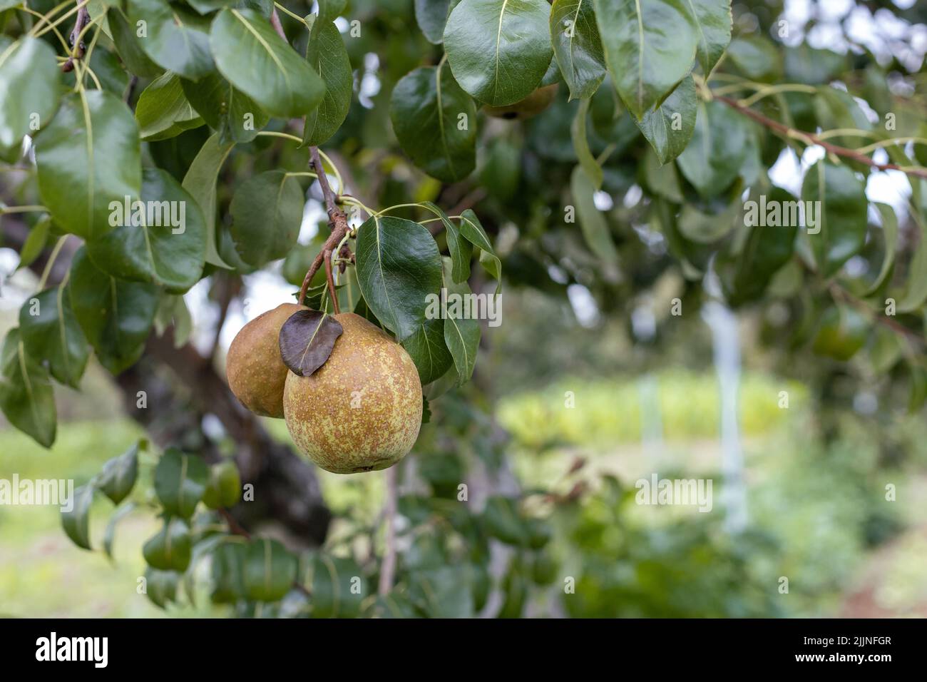 Dairy pear grown in San Andres Calpan, Puebla for the preparation of ...