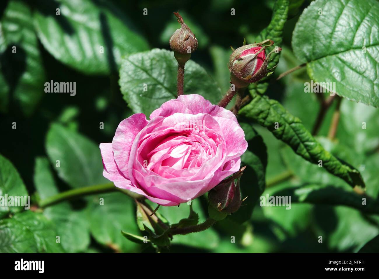 Aphid-covered rose are insect pests Stock Photo - Alamy