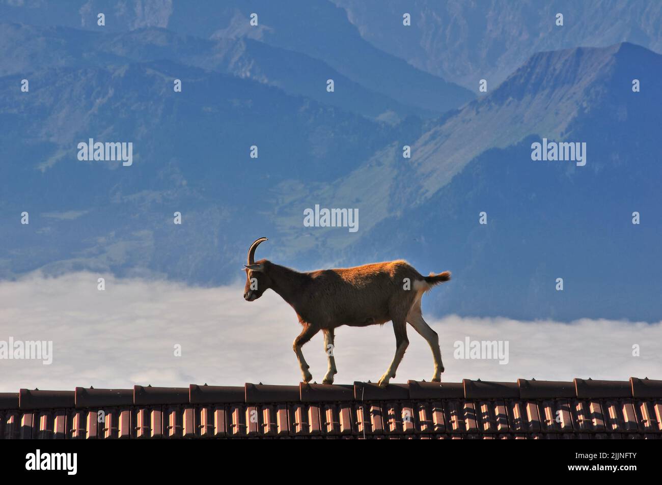 A swiss mountain goat hi-res stock photography and images - Alamy