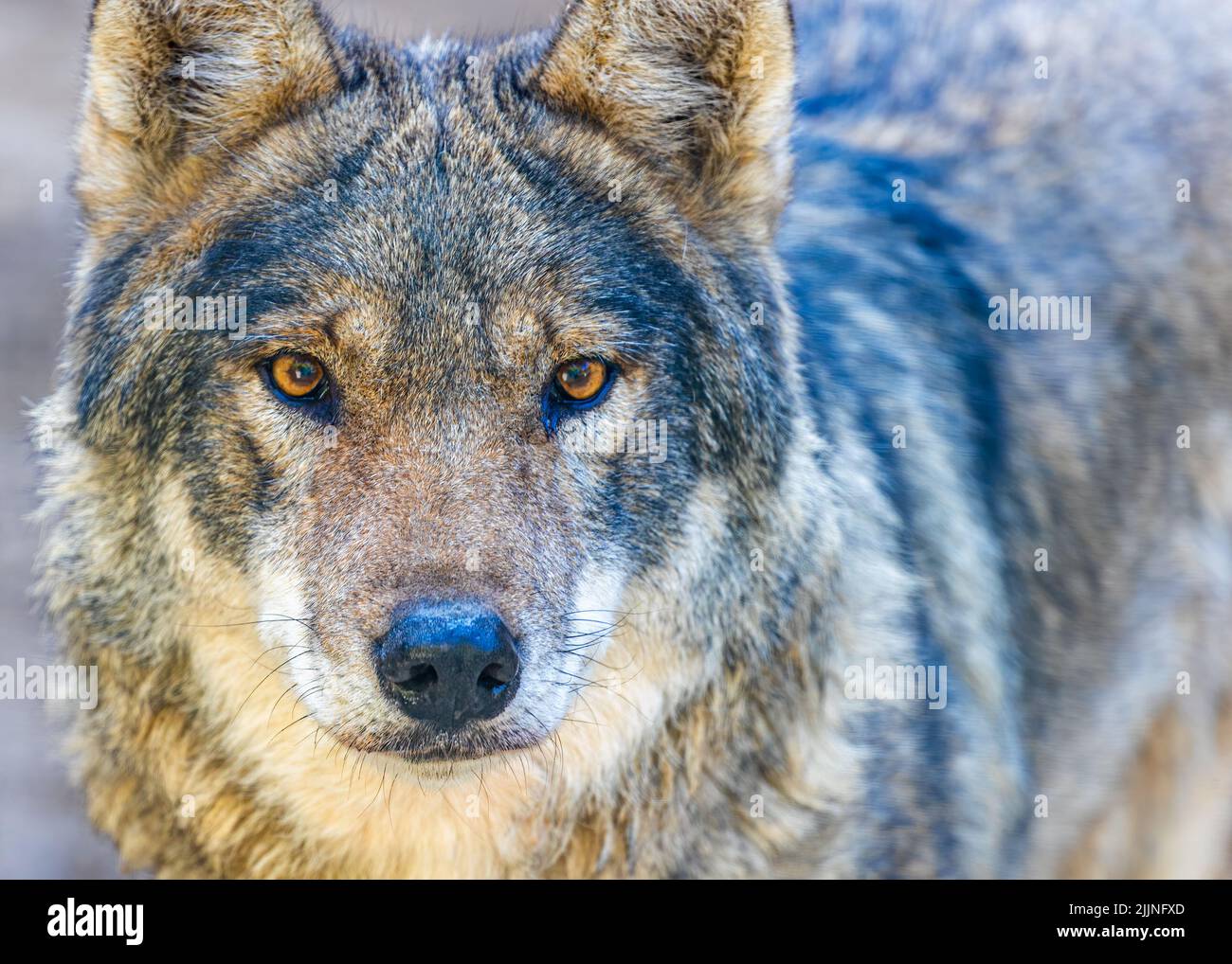 Close up of a wolf looking into Camera Stock Photo - Alamy
