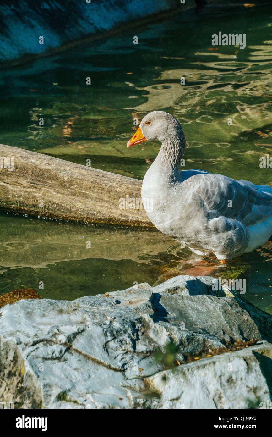 A vertical shot of a gray goose at the Wildpark Poing in Munich ...