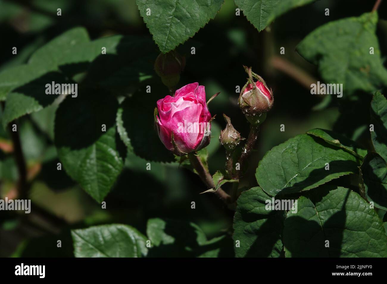 Aphid-covered rose are insect pests Stock Photo - Alamy
