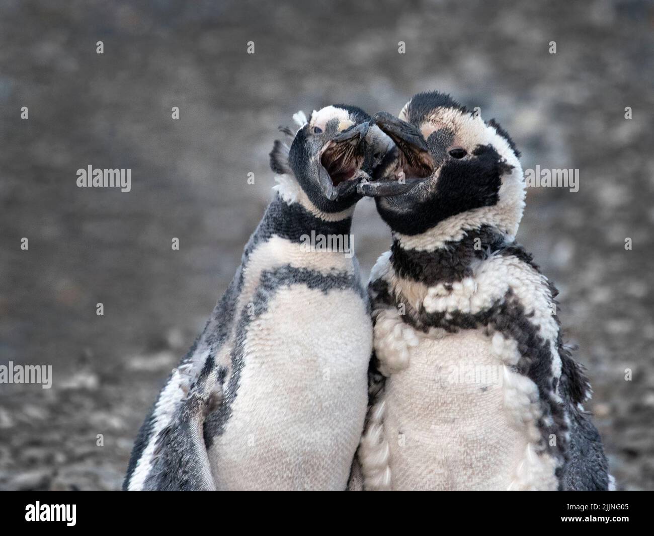 Penguins singing hi-res stock photography and images - Alamy