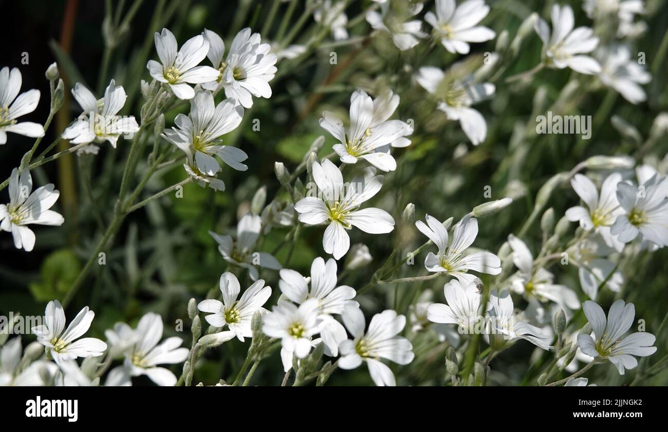Spring flowering of Stellate white small flowers Stock Photo - Alamy