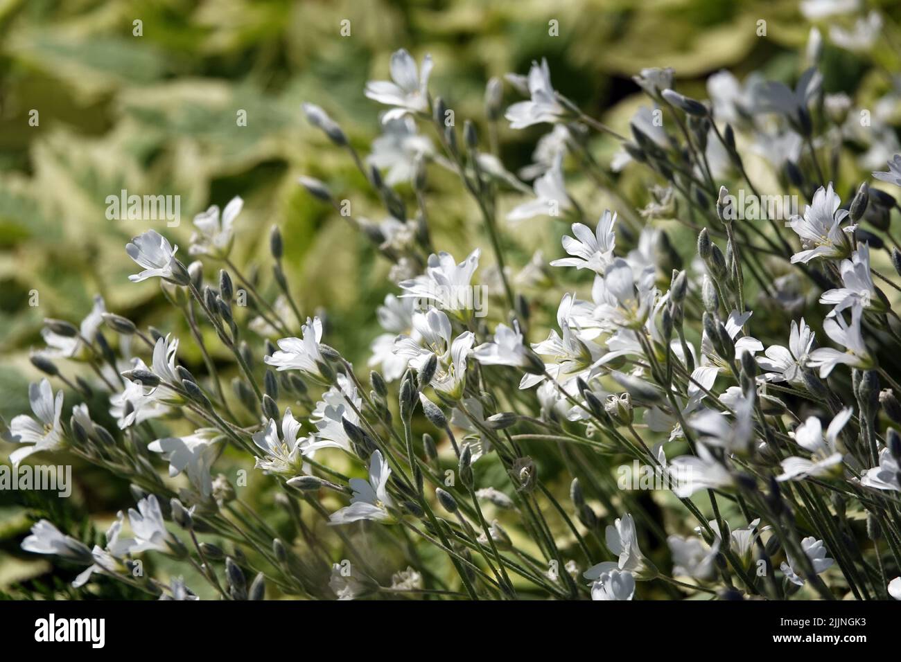 Spring flowering of Stellate white small flowers Stock Photo - Alamy