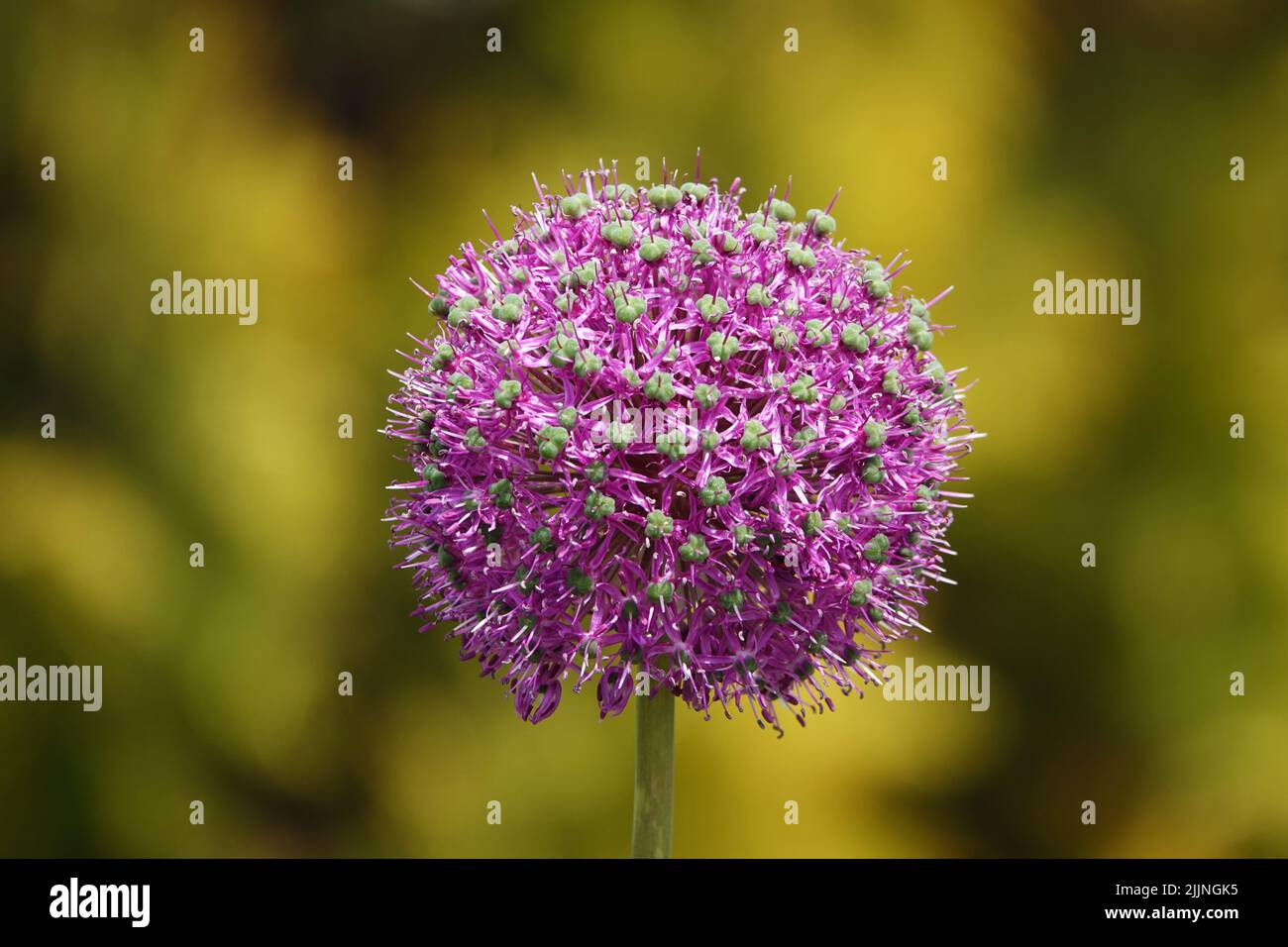 Wild onions hi-res stock photography and images - Alamy