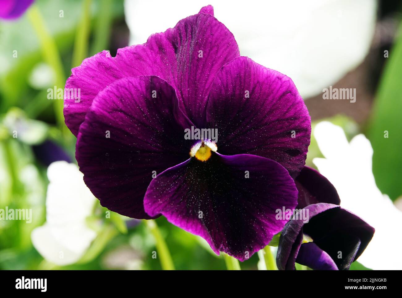 Pansies in different colors hi-res stock photography and images - Alamy