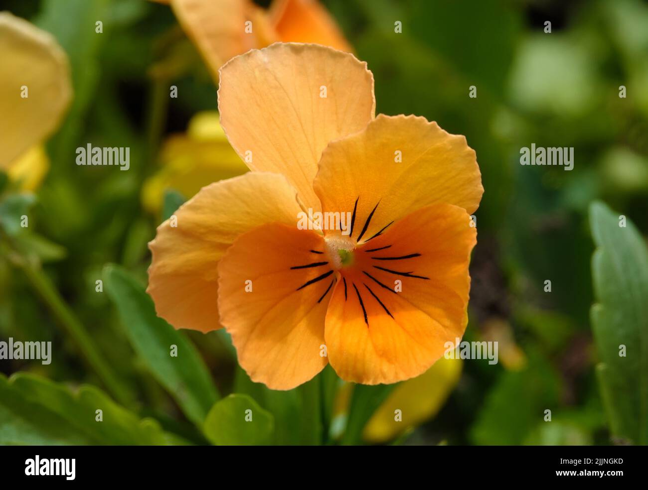 Pansy flowers of different colors and colors in the parks of the city ...