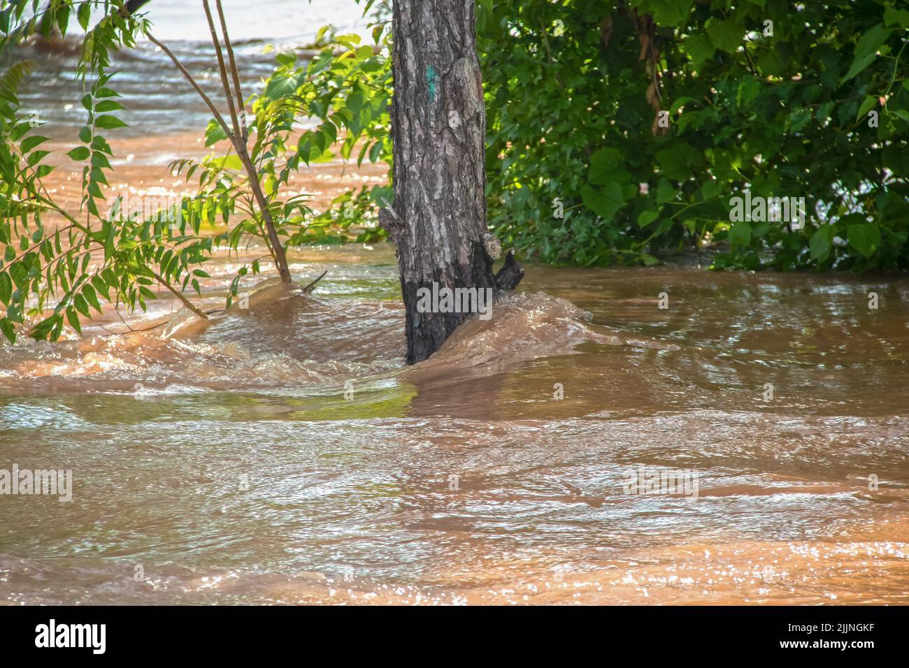 Dirty water swirls around a tree partially submerged in a flooded river ...